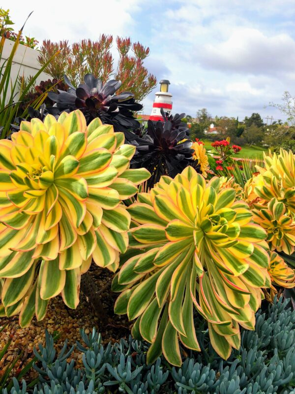 Fallbrook Estate - Garden Rhythms